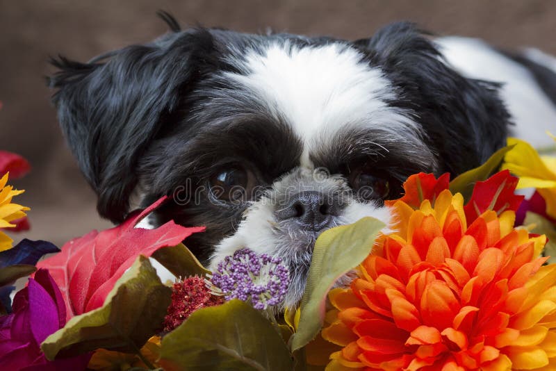 Perro Y Flores Del Dachshund Foto de archivo - Imagen de enhorabuena ...