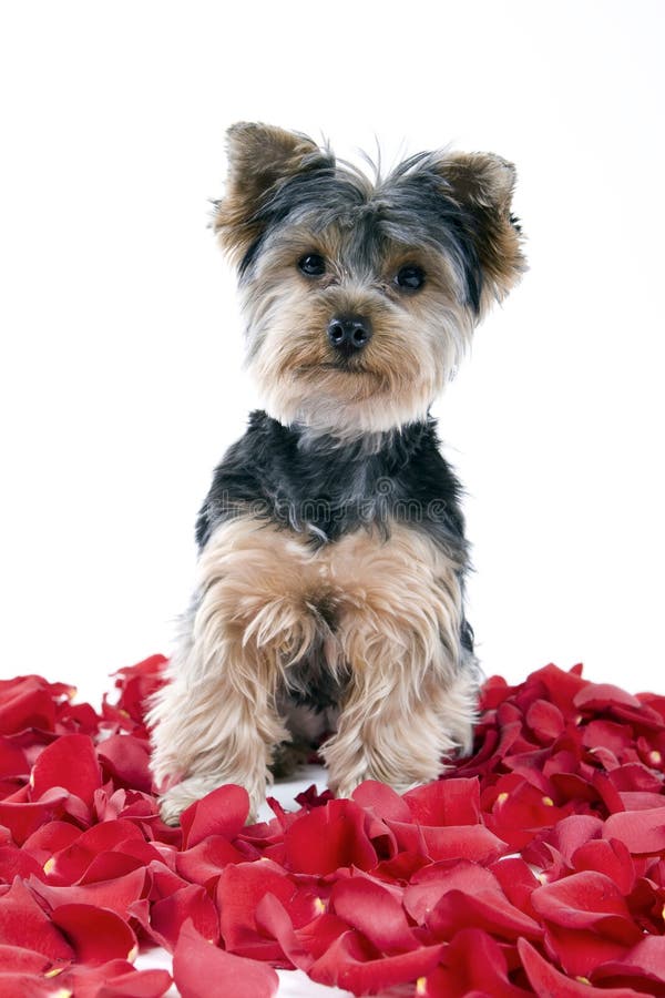 Perrito En Pétalos Color De Rosa Imagen de archivo - Imagen de flor ...