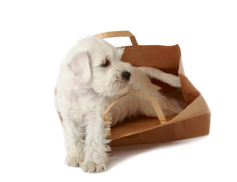 Cachorro En Una Bolsa De Compras Foto de archivo - Imagen de dulce ...