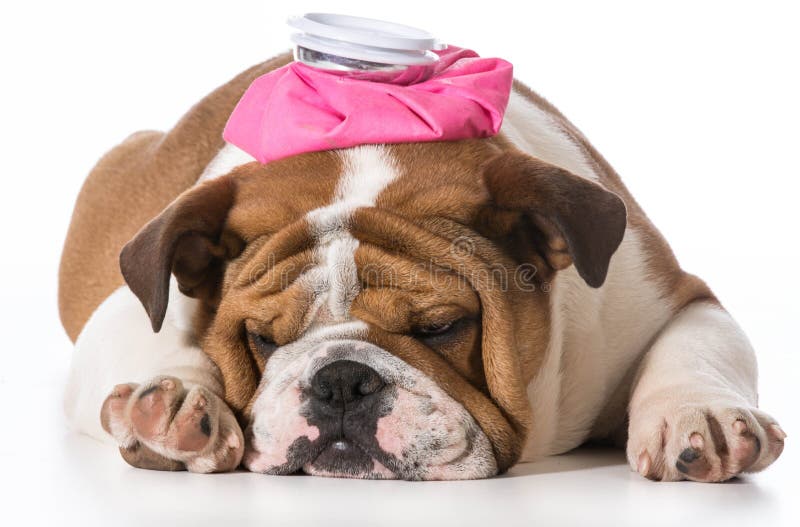 Perrito enfermo imagen de archivo. Imagen de buldog, enfermo - 42168065