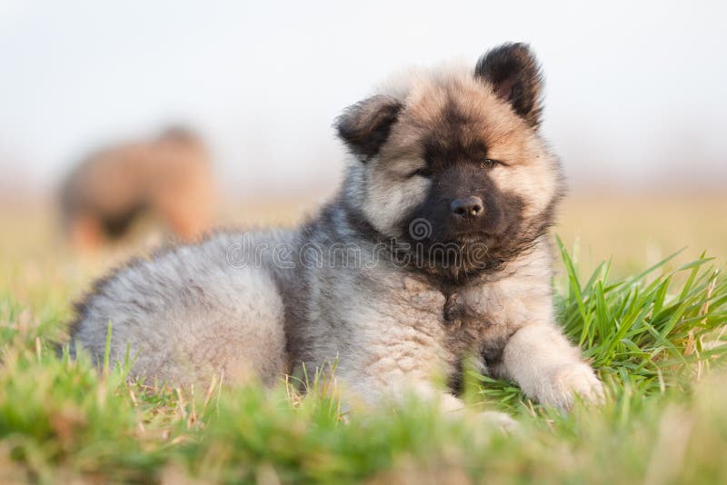Cachorro eurasier adorable imagen de archivo. Imagen de bebé - 24429889