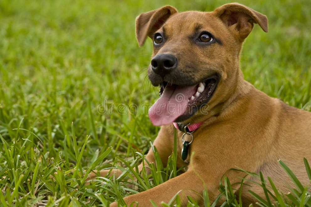 Perrito feliz foto de archivo. Imagen de mascota, mezclado - 30772936