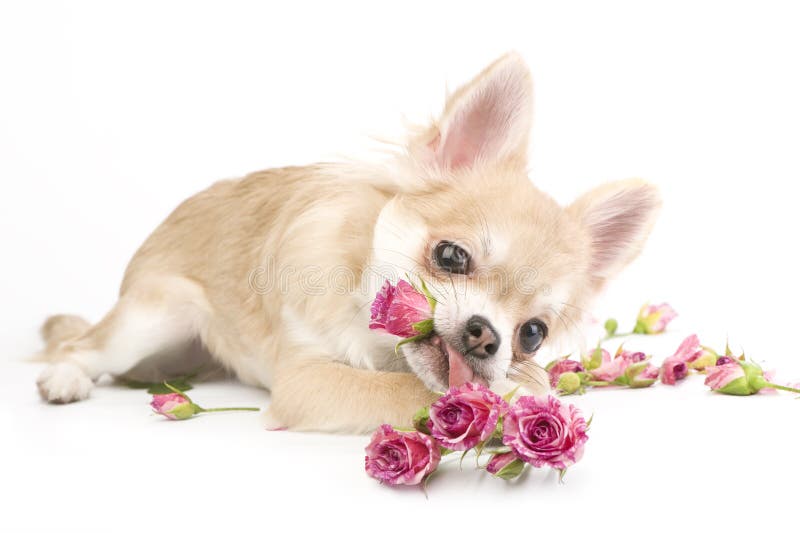 Perro Con Tres Rosas Rojas En Boca Imagen de archivo - Imagen de rosa ...