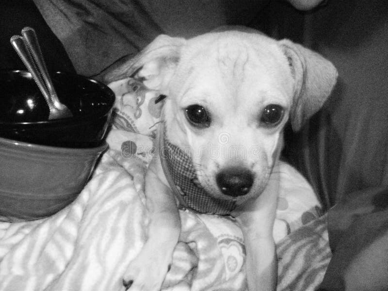 Perrito inocente imagen de archivo. Imagen de perrito - 111290077