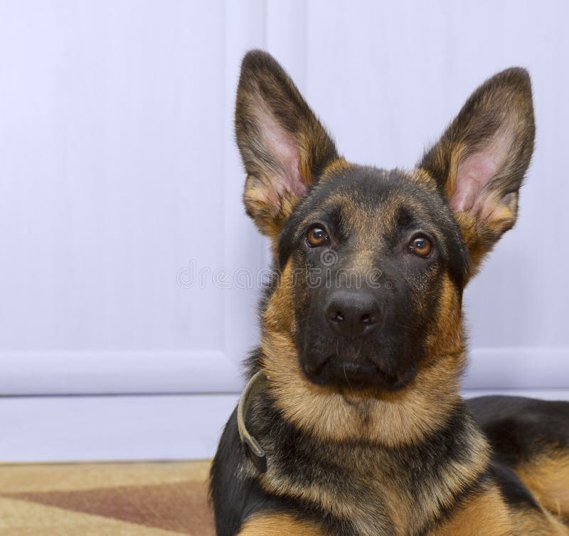 Perrito Joven Del Perro De Pastor Que Escucha Imagen de archivo ...