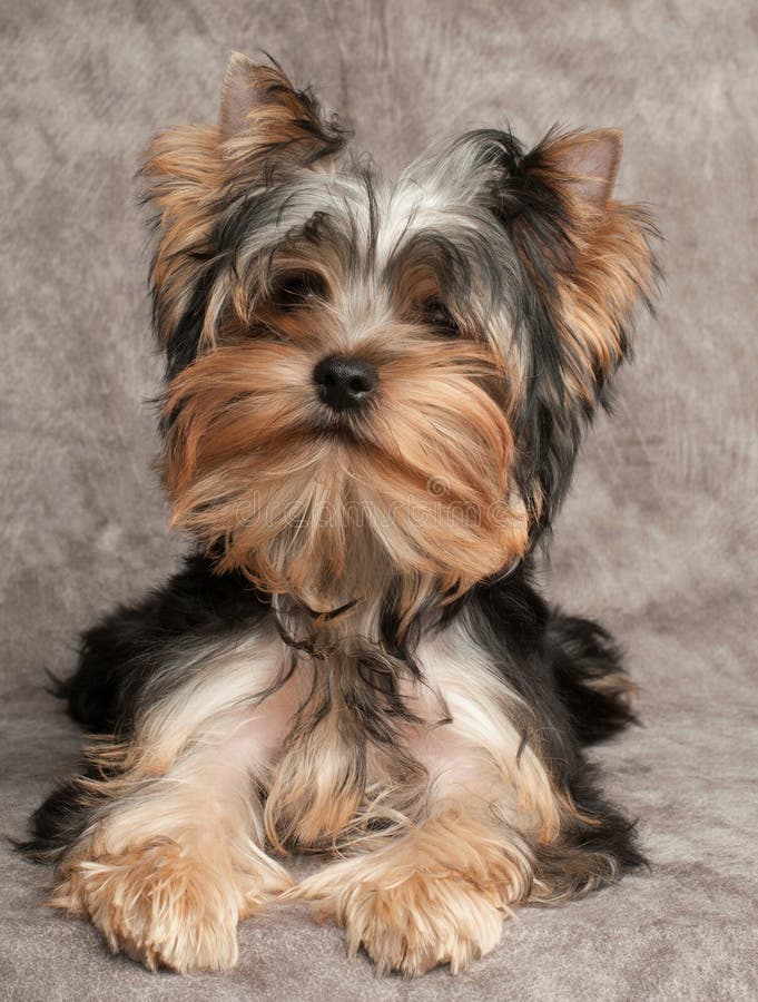 Perro lanudo imagen de archivo. Imagen de blanco, fondo - 27620543