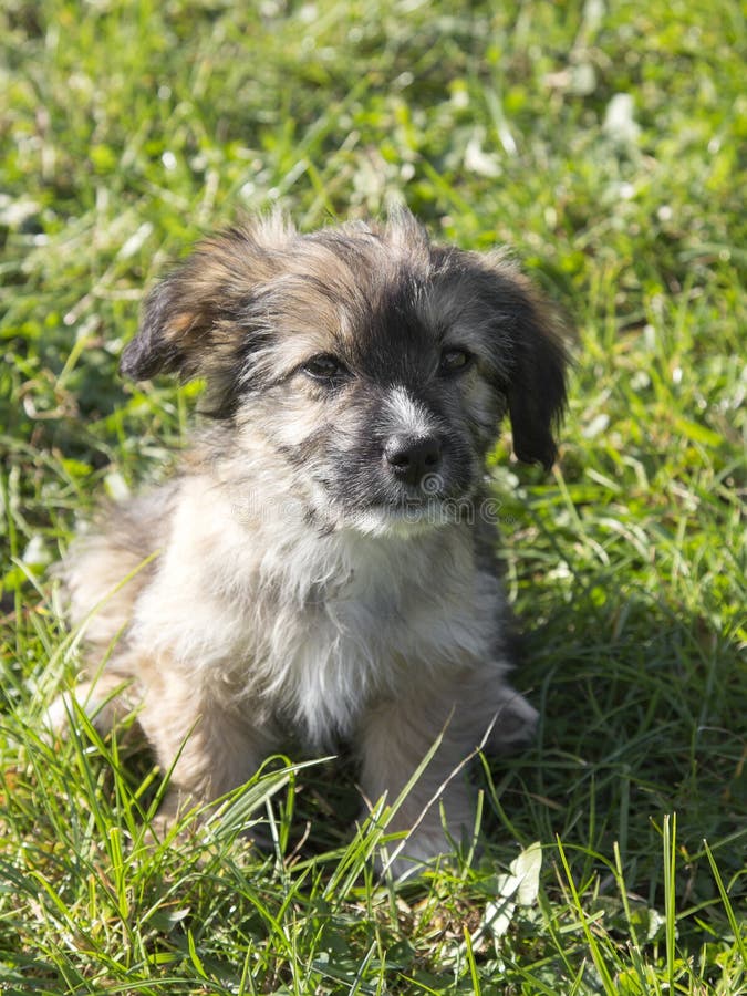 Perrito lanudo lindo foto de archivo. Imagen de lindo - 60021382