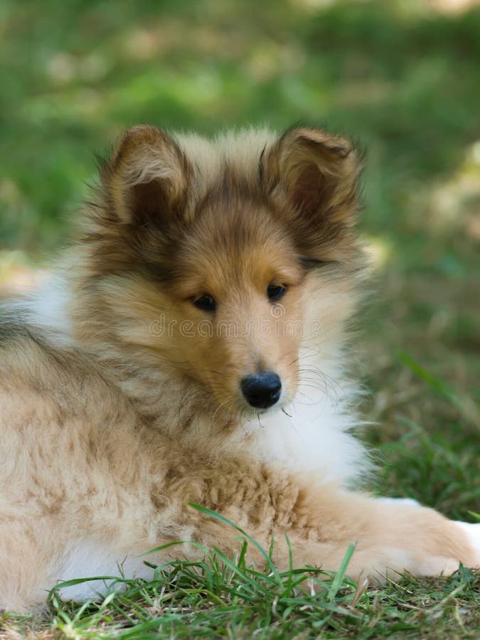 Perrito lindo imagen de archivo. Imagen de mascotas - 127094427