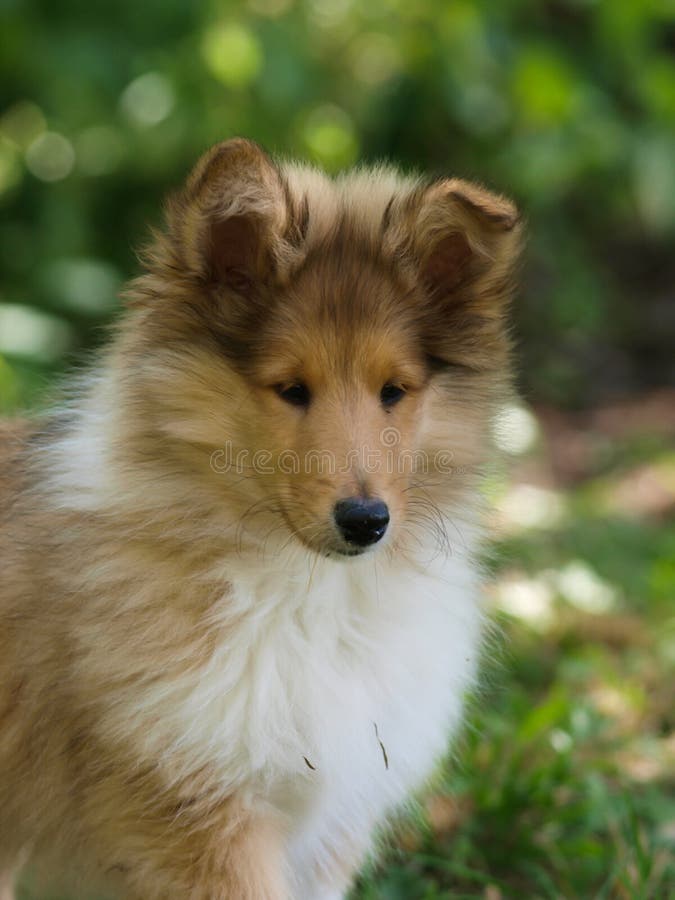 Perrito lindo imagen de archivo. Imagen de belleza, mascota - 127094755