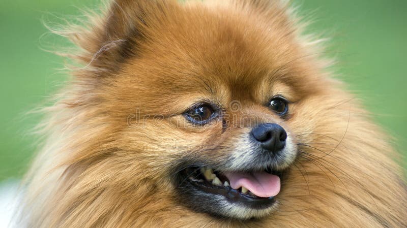 Perrito lindo foto de archivo. Imagen de preparado, ojos - 13805902