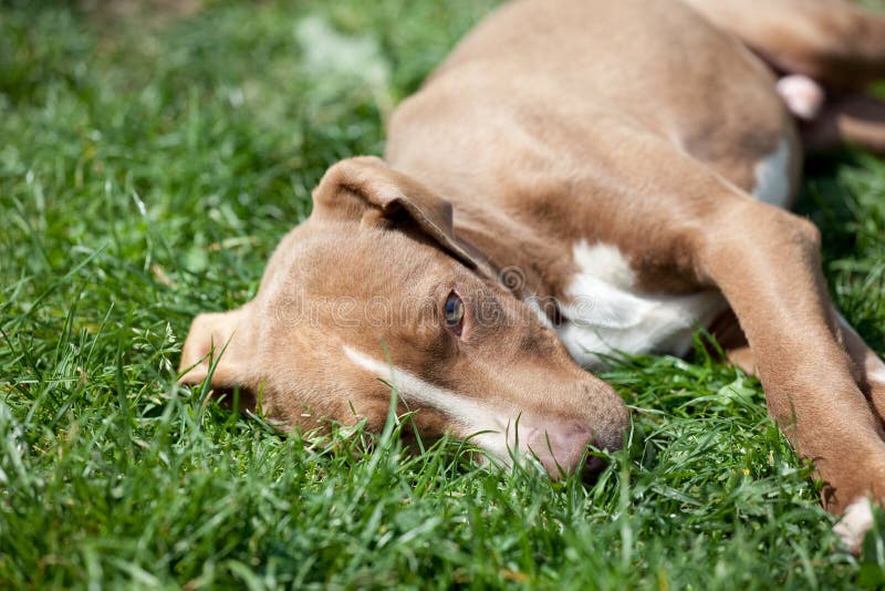 Perrito lindo imagen de archivo. Imagen de perrito, lindo - 14746017