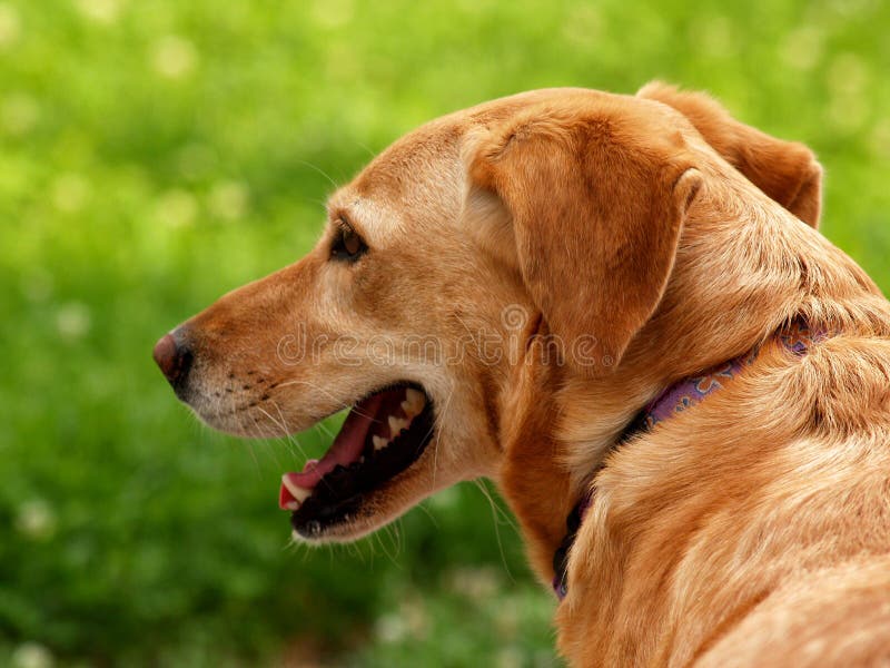 Perrito lindo foto de archivo. Imagen de perfil, lindo - 220822