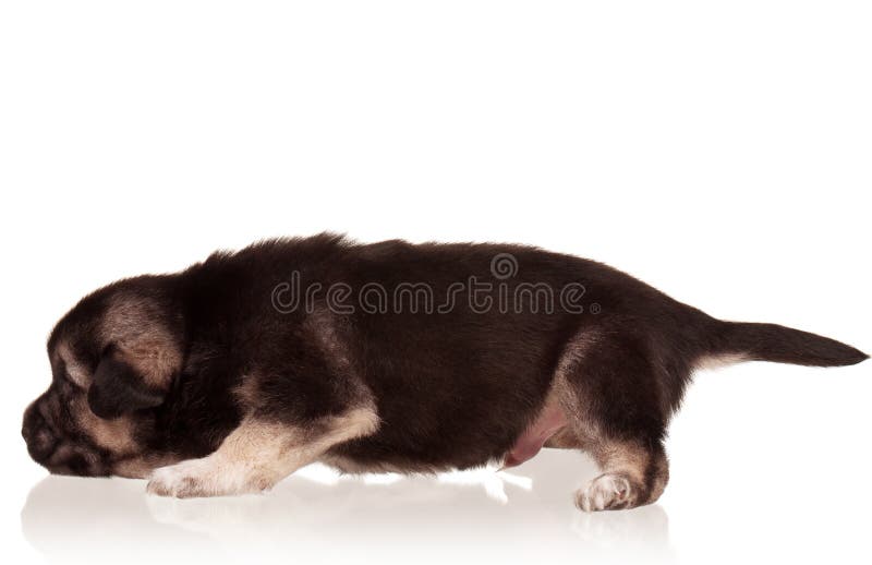 Perrito lindo imagen de archivo. Imagen de amoroso, adorable - 23617873