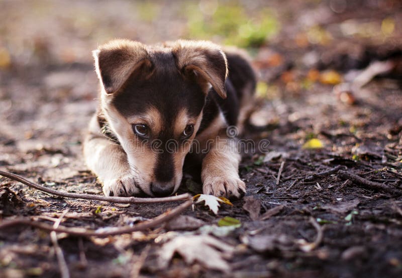 Perrito lindo imagen de archivo. Imagen de adorable, miniatura - 33400053