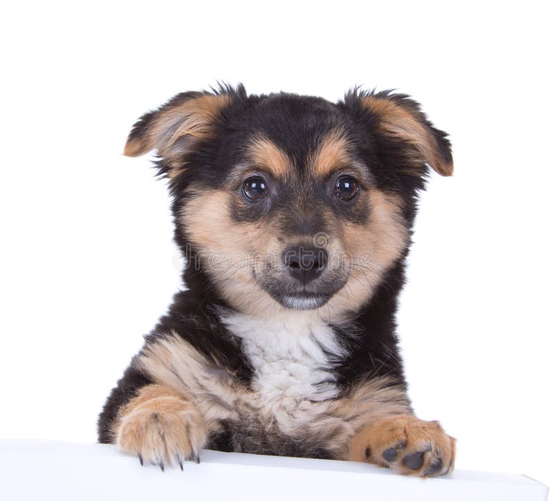 Perrito lindo imagen de archivo. Imagen de perrito, patas - 37914413