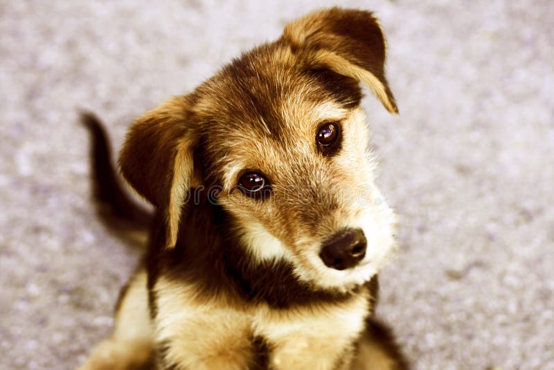 Perrito lindo foto de archivo. Imagen de recuperador, retrato - 6836706