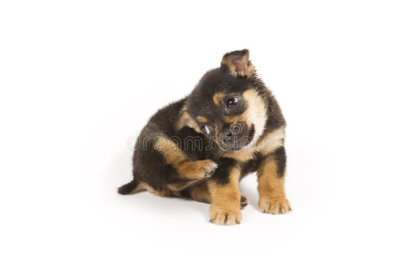 Perrito lindo imagen de archivo. Imagen de animal, perro - 7307785