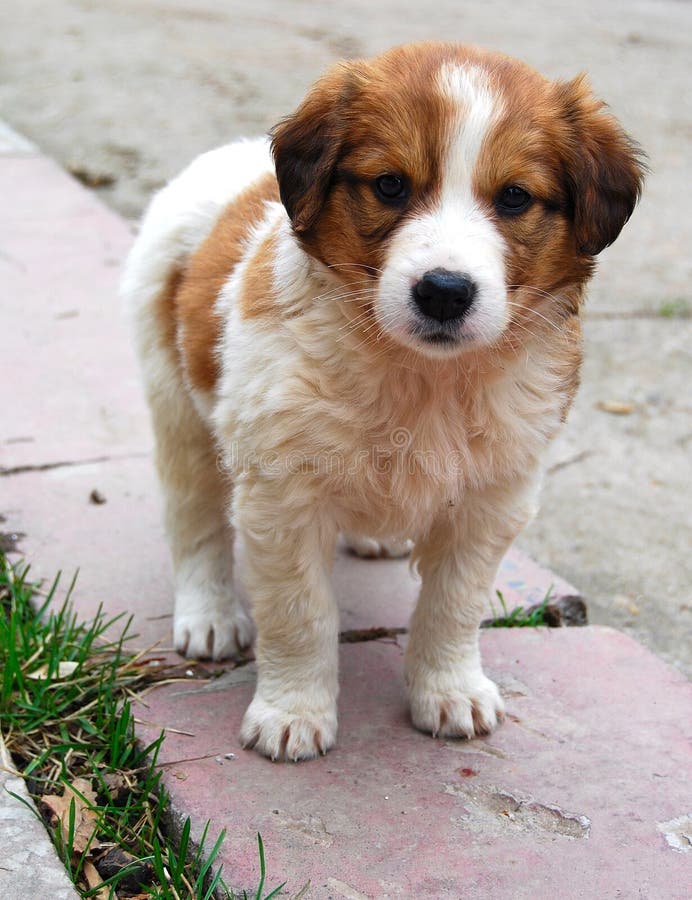 Perrito lindo imagen de archivo. Imagen de atento, inofensivo - 8008333