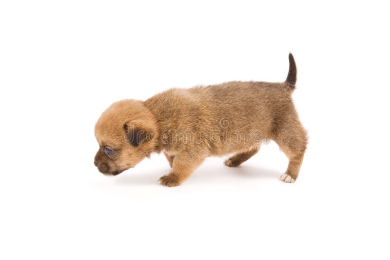 Perrito lindo imagen de archivo. Imagen de aislado, casta - 8399333