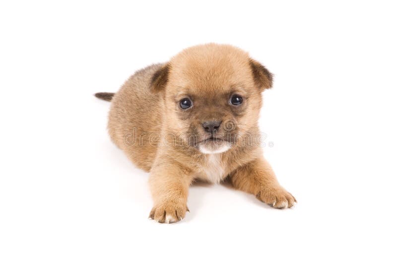 Perrito lindo imagen de archivo. Imagen de casta, perro - 8399341