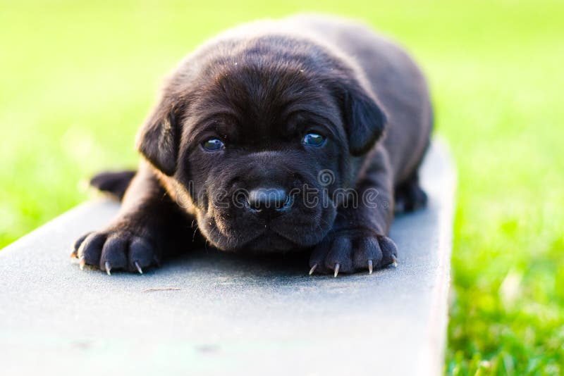 Perrito lindo foto de archivo. Imagen de verde, corpulento - 9426946