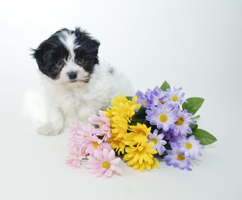 Perrito Lindo Con Las Flores Del Resorte Foto de archivo - Imagen de ...