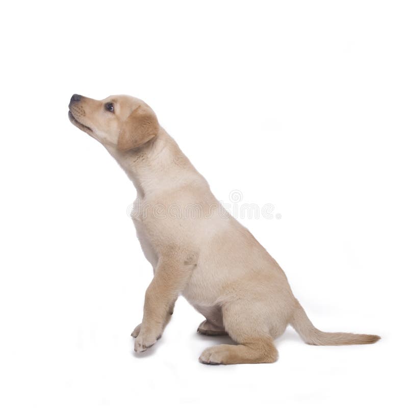 Perrito lindo de Labrador foto de archivo. Imagen de mascota - 17447626