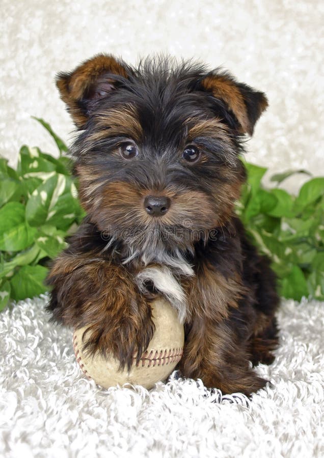 Perrito dulce de Yorki-Pom imagen de archivo. Imagen de dulce - 22824423