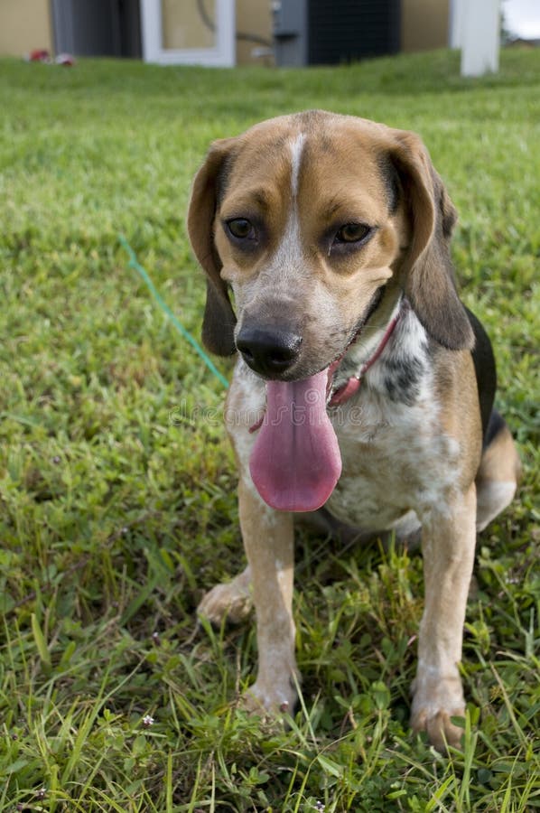 Perrito lindo del beagle imagen de archivo. Imagen de salir - 11113283