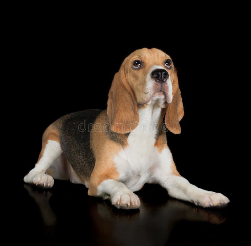 Perrito lindo del beagle foto de archivo. Imagen de tricolor - 27292306