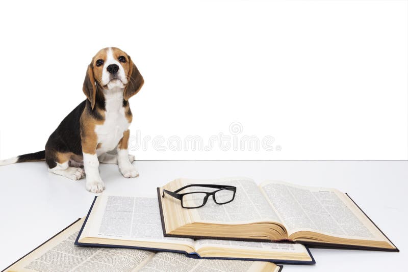 Perrito Lindo Del Beagle Con Un Libro Y Los Vidrios Imagen de archivo ...