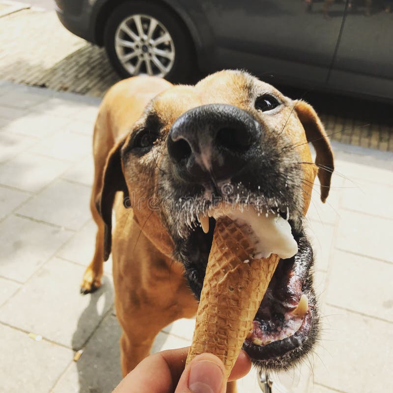 Perrito Lindo Del Perro Del Helado Foto de archivo - Imagen de crema ...