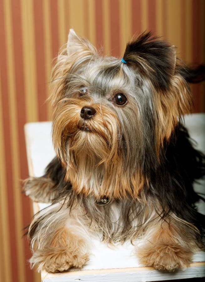Perrito Lindo Del Terrier De Yorkshire Imagen de archivo - Imagen de ...