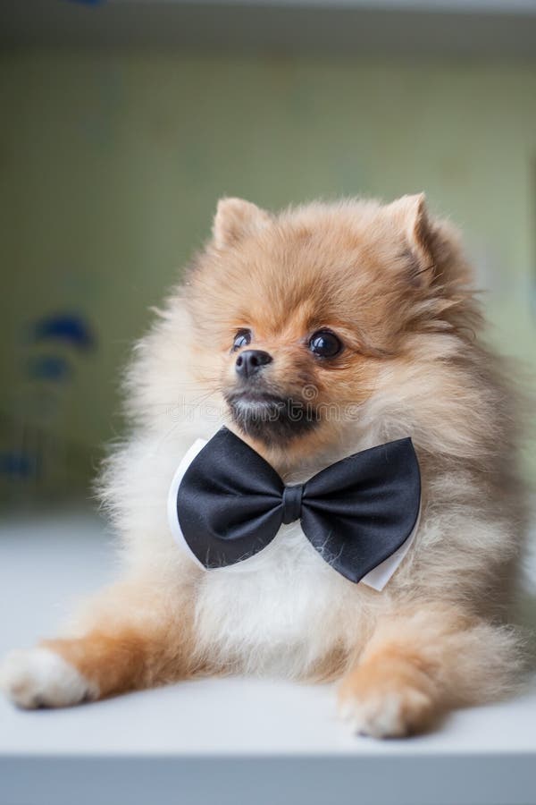 Perrito Lindo Pomeranian En Una Corbata De Lazo Imagen de archivo ...