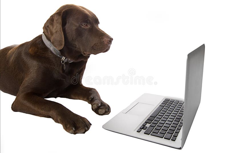 Pequeña Computadora Portátil Con El Perro De Perrito Imagen de archivo ...