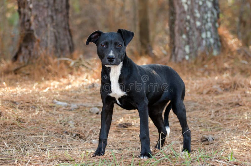 Perrito Mezclado Pitbull De La Raza De Labrador Foto de archivo ...