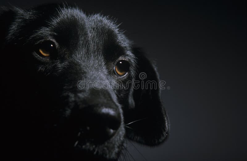 Perrito negro foto de archivo. Imagen de domesticado - 10426448