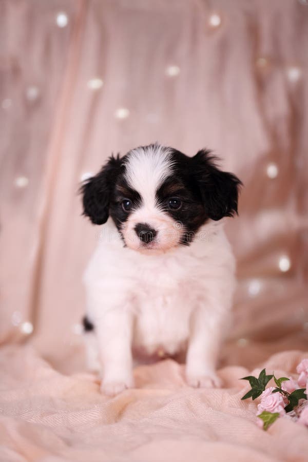 Perrito Pensativo En Un Rosa Imagen de archivo - Imagen de mirando ...