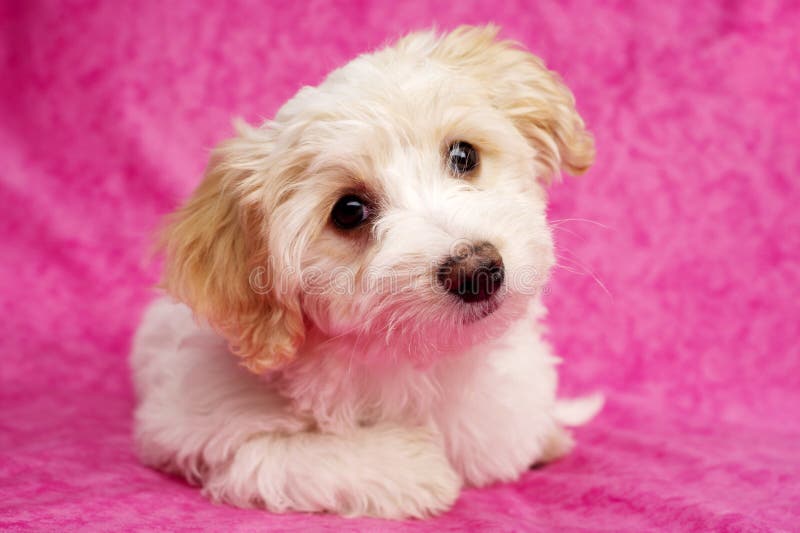 Perrito Puesto En Un Fondo Rosado Foto de archivo - Imagen de doméstico ...
