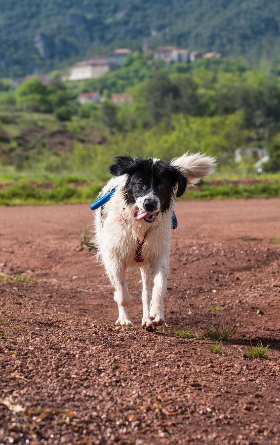Perrito Puro De La Hembra De La Raza Del Perro De Landseer Foto de ...