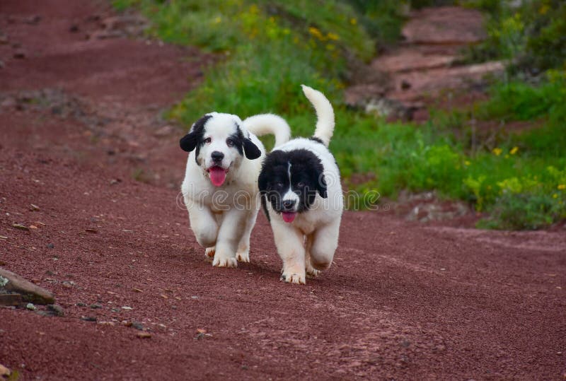 Perrito Puro De La Raza Del Perro De Landseer Foto de archivo - Imagen ...
