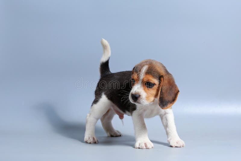 Perrito Puro Del Beagle De La Raza De 1 Mes Foto de archivo - Imagen de ...