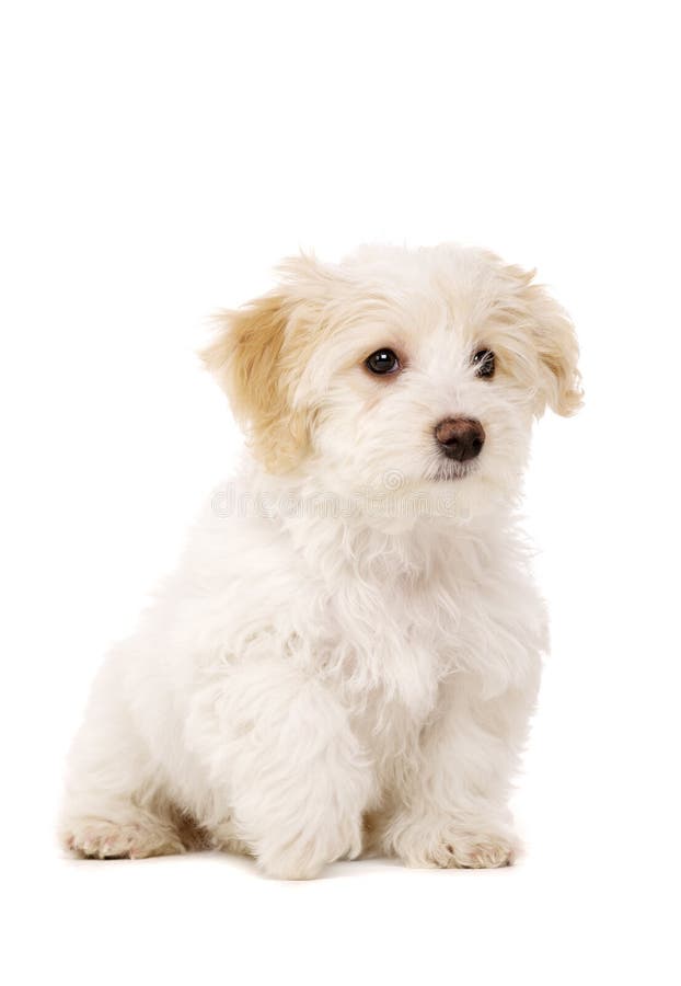 Perrito Sentado Aislado En Un Fondo Blanco Foto de archivo - Imagen de ...