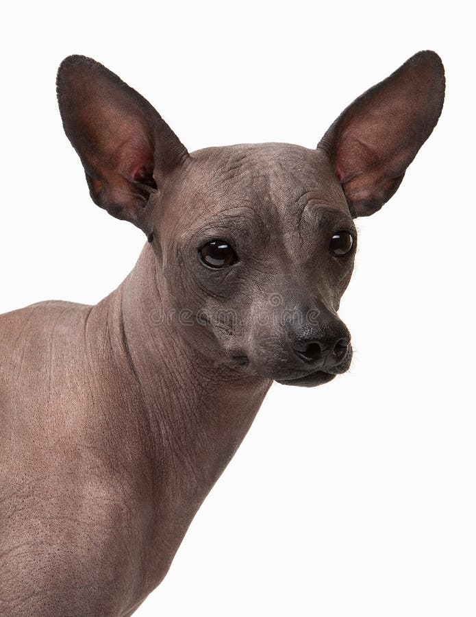 El Perro Sin Pelo Mexicano Xoloitzcuintle, Xolo Se Coloca Integral En ...