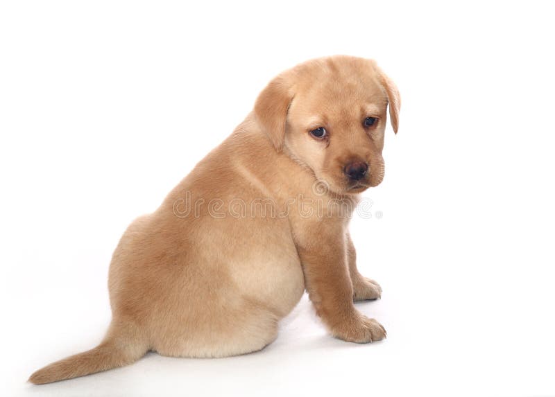 Perrito Triste Del Perro Perdiguero De Labrador Imagen de archivo ...
