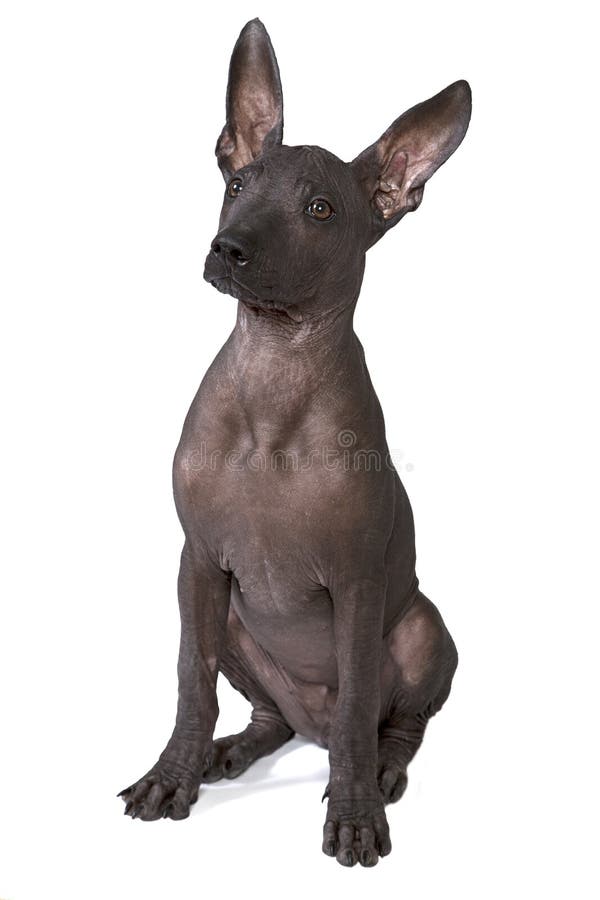 730 Xoloitzcuintle Fotos de stock - Fotos libres de regalías de Dreamstime