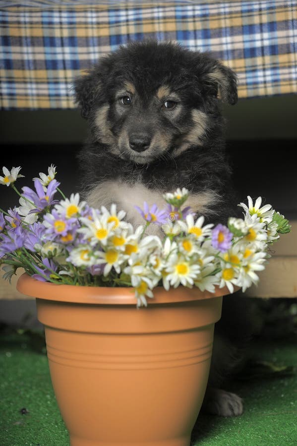 Perrito y flores foto de archivo. Imagen de encantador - 33427464