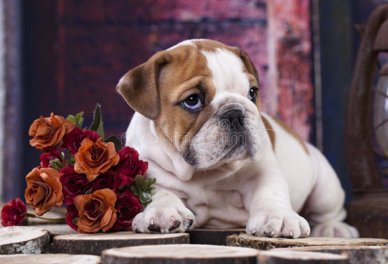Perrito Con Las Flores En Boca Imagen de archivo - Imagen de mascotas ...