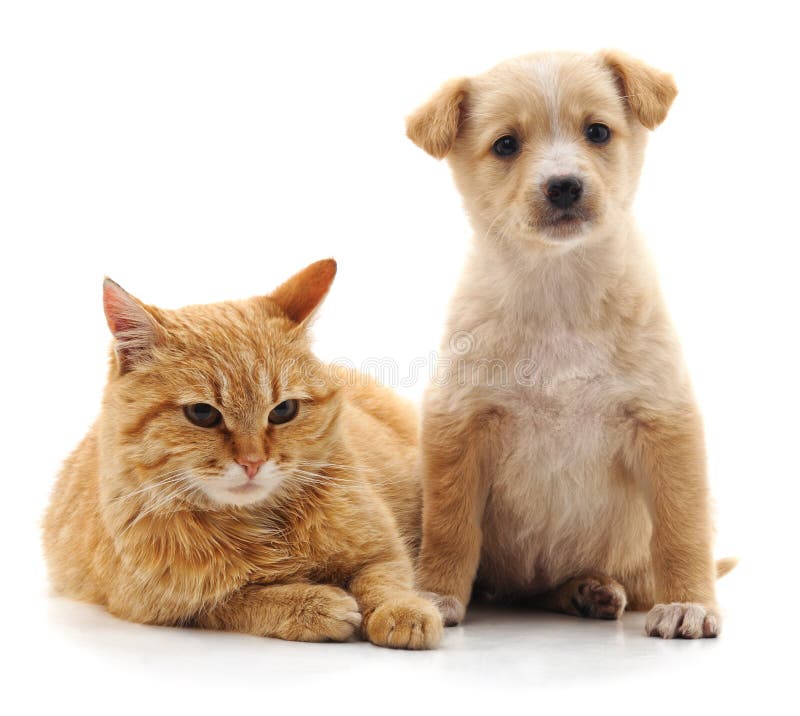 Perrito y gatito imagen de archivo. Imagen de bebé, escuche - 121352603