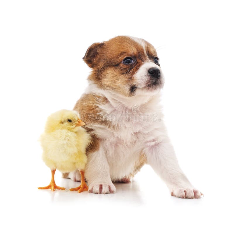 Perro y pollo de perrito foto de archivo. Imagen de amor - 16275788